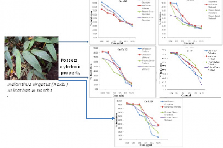 In-vitro Cytotoxic Activity of Indianthus virgatus (Roxb.)Suksathan and ... In-vitro Cytotoxic Activity of Indianthus virgatus (Roxb.)Suksathan and ...