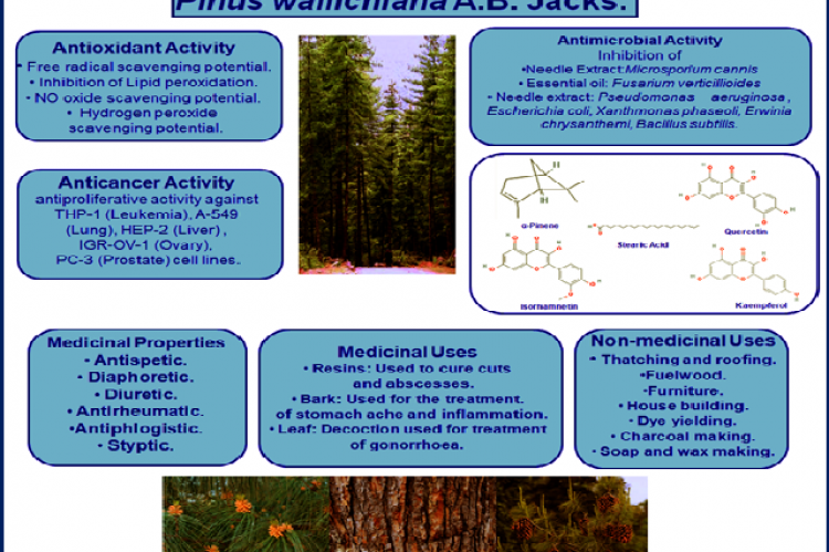 A Review on Ethnobotanical, Phytochemical and Pharmacological Profile ...